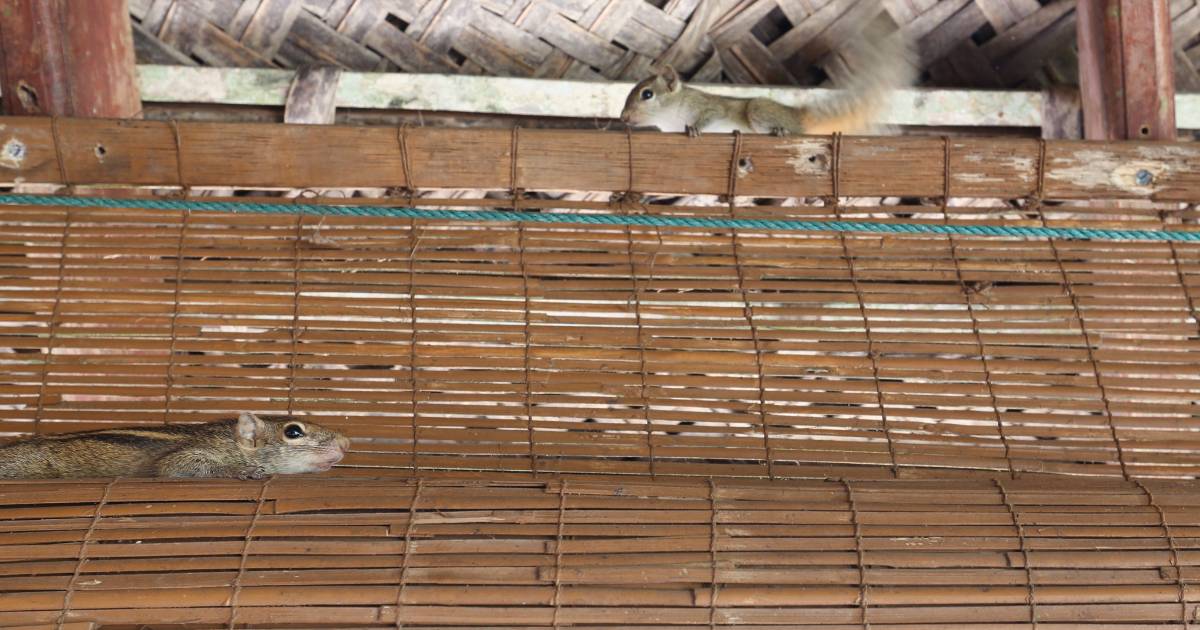 Animals In Attic: When Wildlife Comes Knocking » Attic Crew