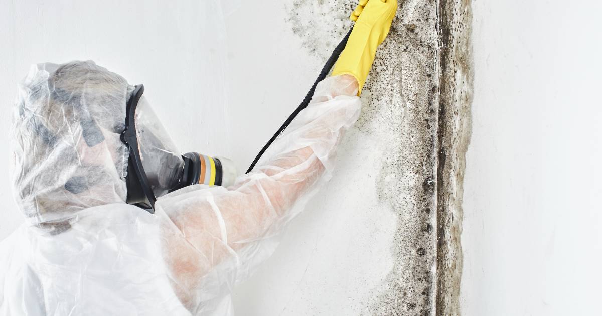 Mold remediation Everett » Attic Crew