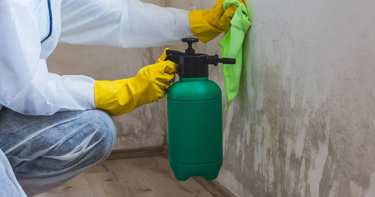 Mold remediation Kent » Attic Crew