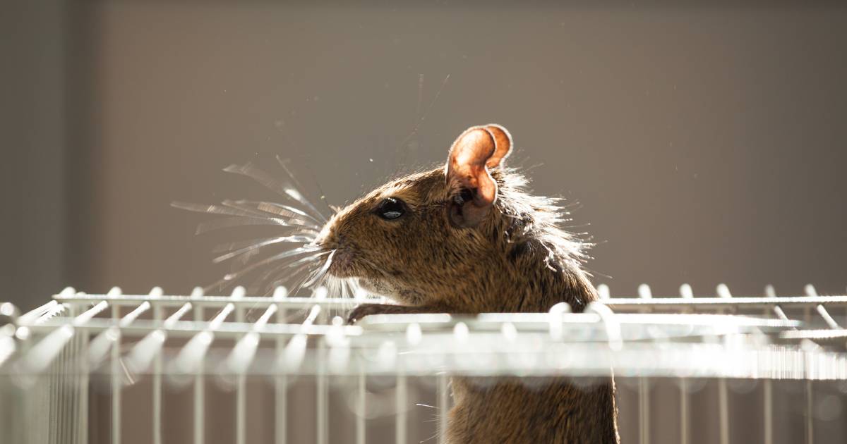 Seattle pest control » Attic Crew